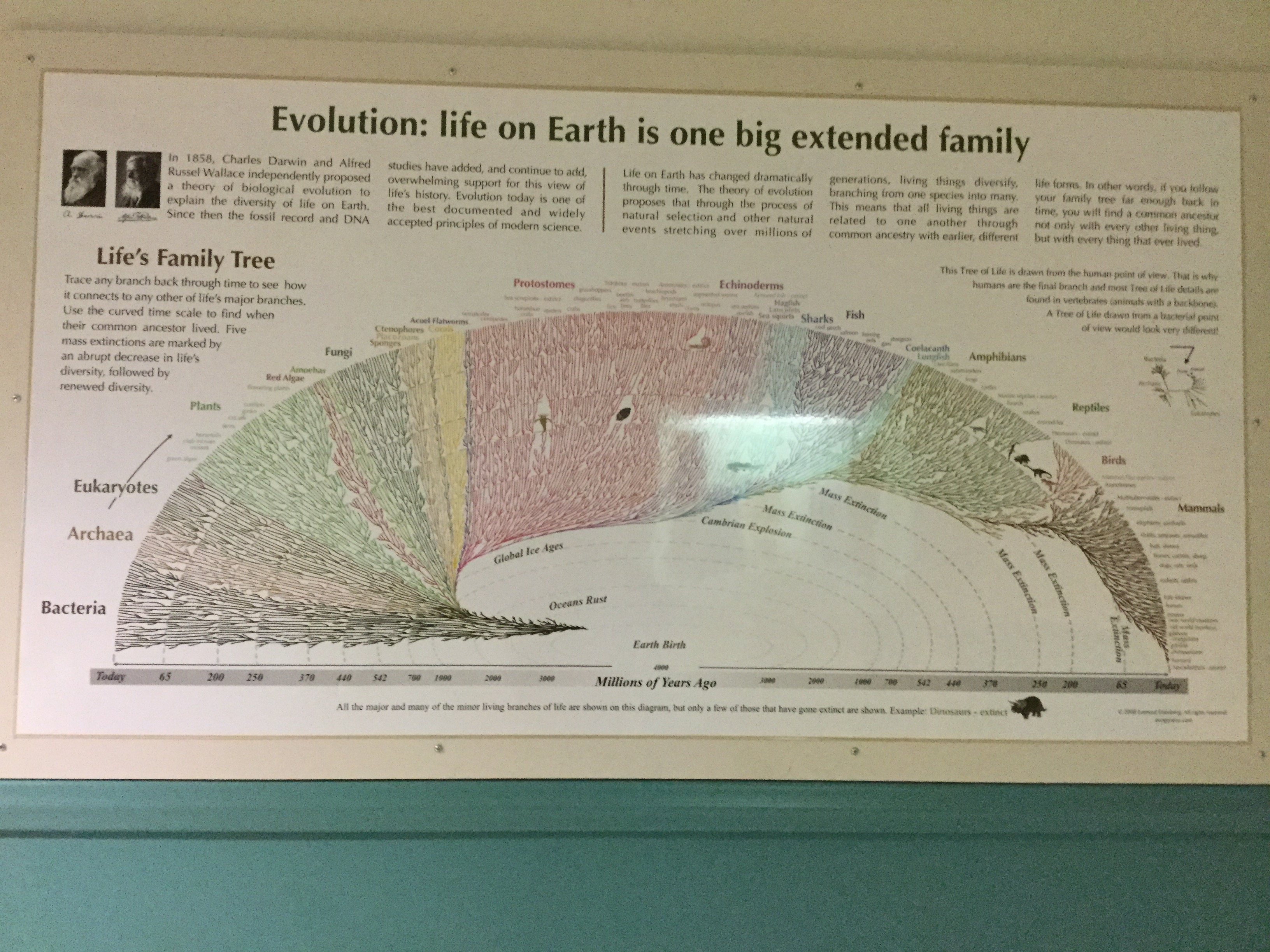 Evolution: Life on Earth is One Big Extended Family | Engage!