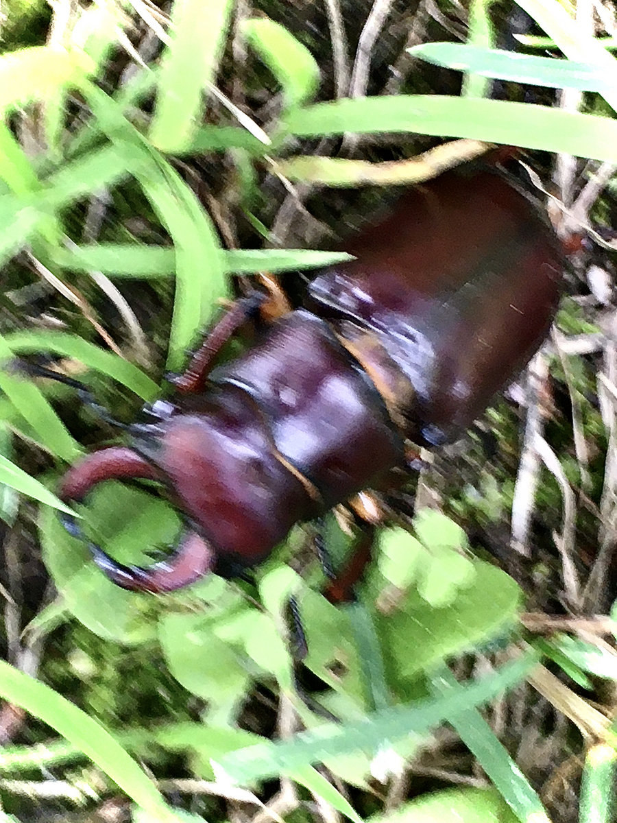 Heavy Dharma Drops! | Engage!